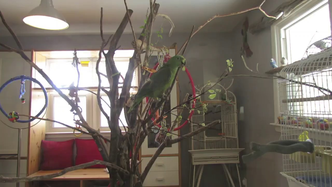 A peek in to our birds room - YouTube