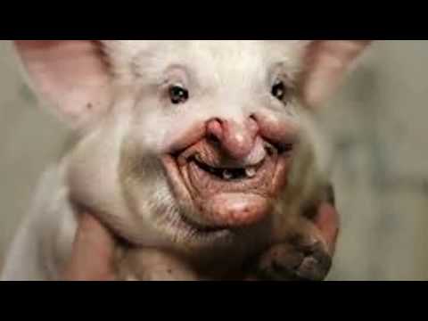 Peppa pig look at this dude