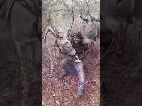 jumento 😎😎😎