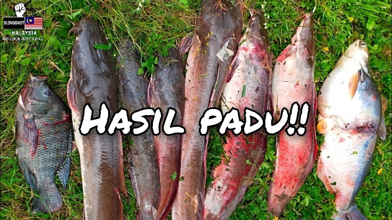 Hasil padu lastik ikan di Sungai Klang | Hasil lumayan ketapel ikan di ...