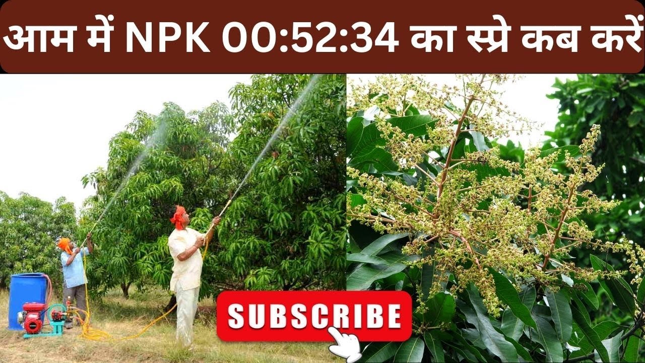 How to spray NPK 00:52:34 in mango plant || आम में NPK 00:52:34 का ...