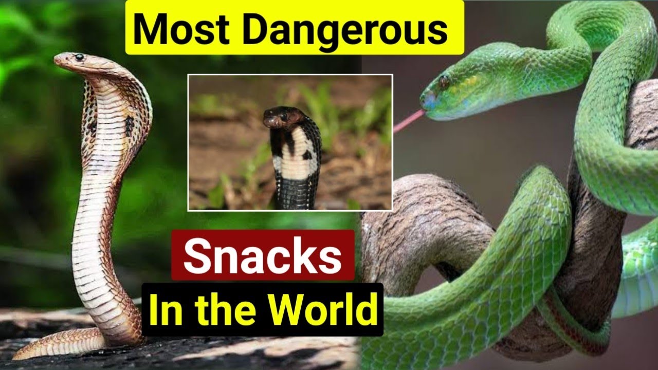THE MOST VENOMOUS SNAKES | Amazing Snakes In The World Urdu | دنیا میں ...
