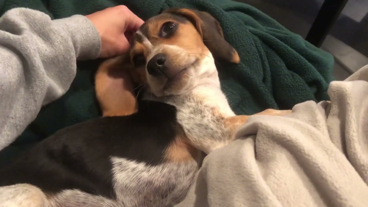 Cute BEAGLE PUPPY cuddling - YouTube