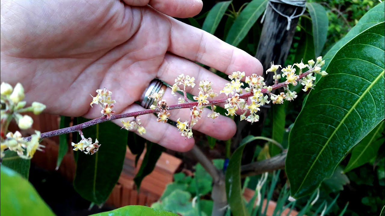 PRIMEIRA FLORAÇÃO DA MANGA PALMER EM VASO | INCRÍVEL!! - YouTube