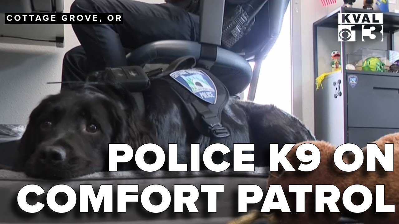 A Paw of Support: Police Dog brings Comfort to Officers and Victims ...