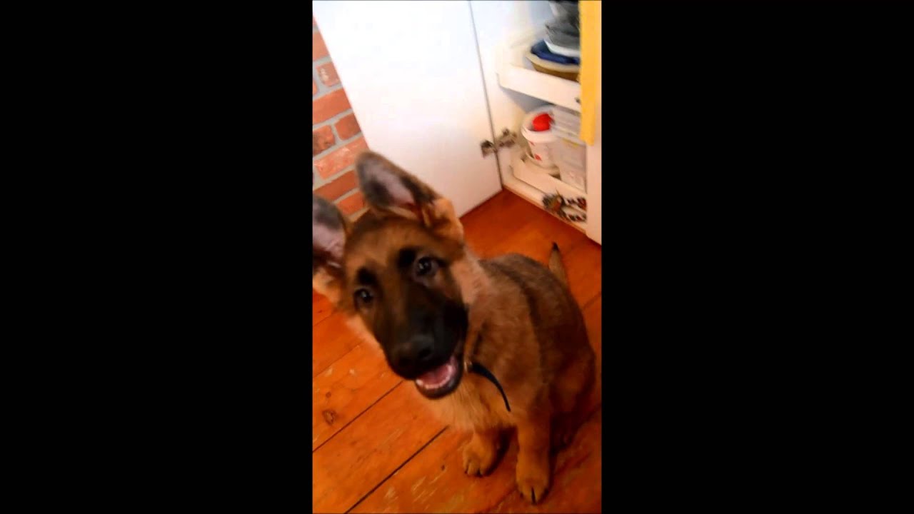 Service Dog Task Training- 14 wk old Aikido- Open Door - YouTube