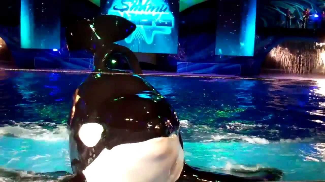 Shamu Rocks at SeaWorld Orlando - 10.30.11 - 3/3 - YouTube