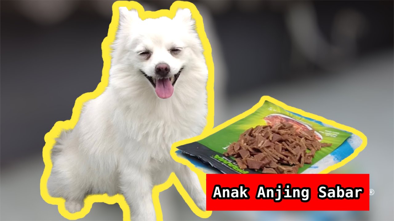 MENYURUH ANAK ANJING SETIA UNTUK MENUNGGU - YouTube