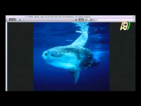 DIDEM ÜRER: DENİZALTINDAKİ YARATILIŞ HARİKALARI  AY BALIKLARI