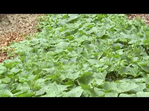 Hey Garden Guy Charlie Stocker - YouTube