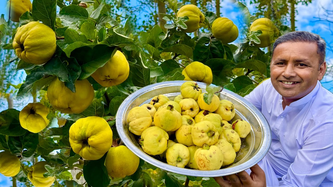 Jannati Phal Ka Jam | Quince Fruit Benefits | Benefits Of Safarjal ...