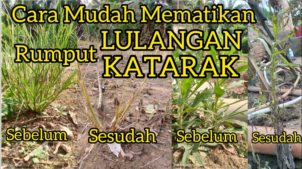 Racun/Herbisida Pembasmi Rumput Lulangan Pakai Kenbast 150 Sl || Rumput ...