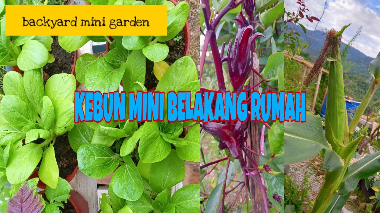 Kebun Mini Belakang Rumah | Backyard mini garden |Garden |Gardening ...