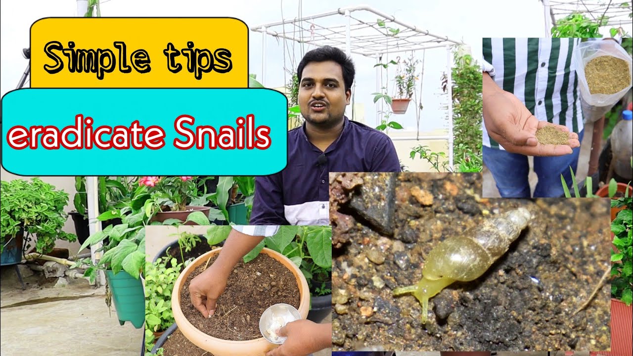 Simple techniques to get rid of snails చిన్న టిప్స్ పాటిస్తే నత్తలు ...