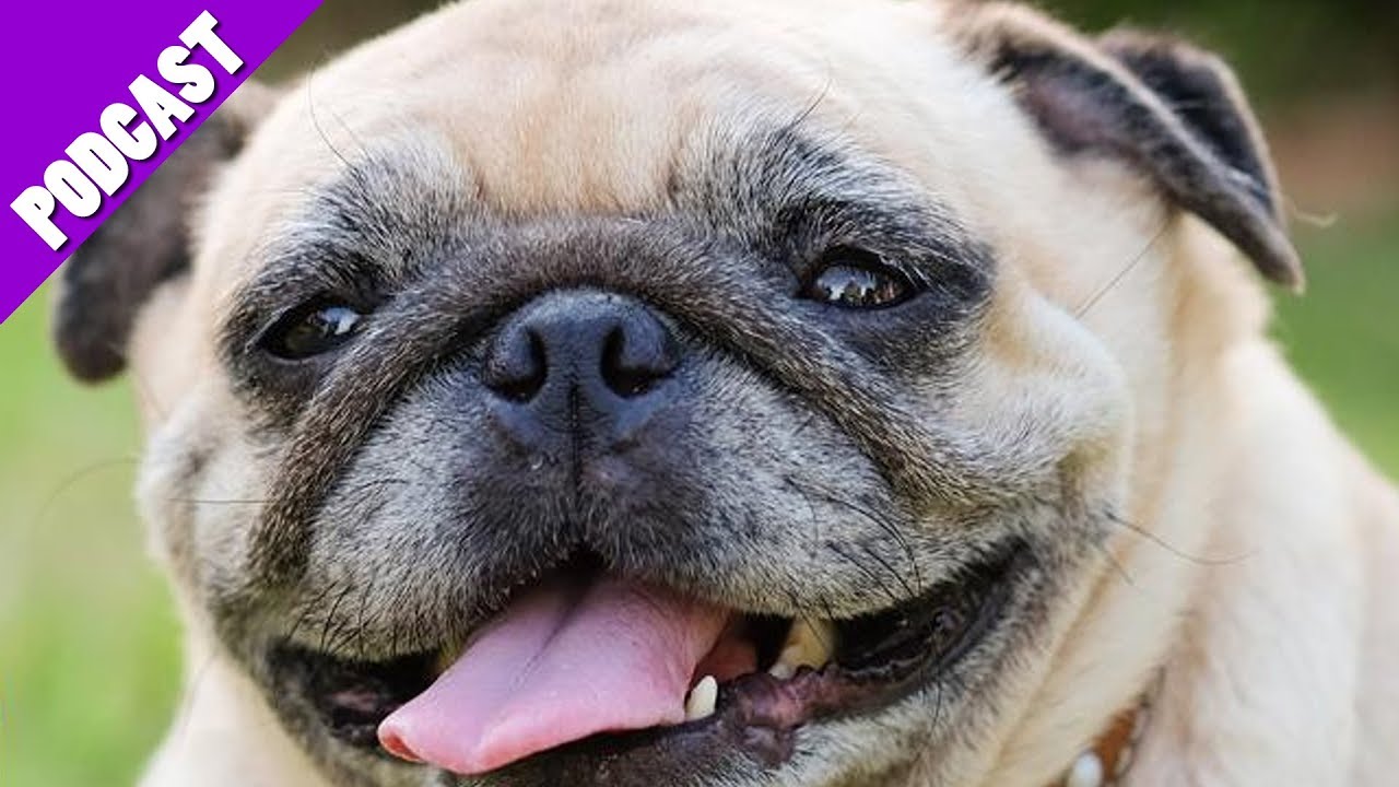 Doggy Doggy Toot Toot! - JARCAST Episode 86 - YouTube