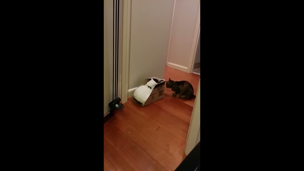 Funny cat jumping backwards - YouTube