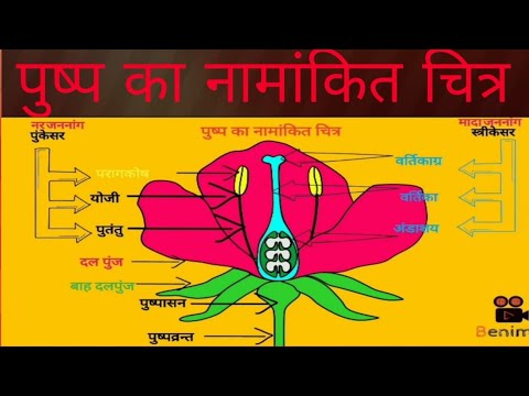 !! पुष्प का नामांकित चित्र ( pushp ka namankit chitra ) !! name of ...