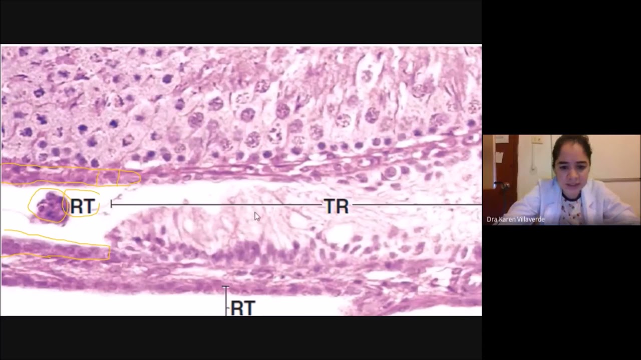 3 Histología Túbulo recto y Red testicular (vías intratesticulares ...
