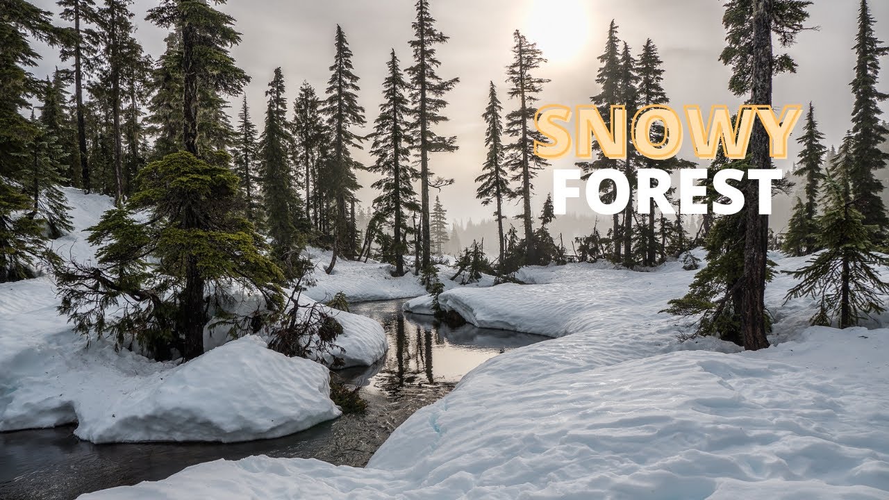 #14. Winter Forest Sceneries Video With Ambient Music | Snowy Forest 4k ...