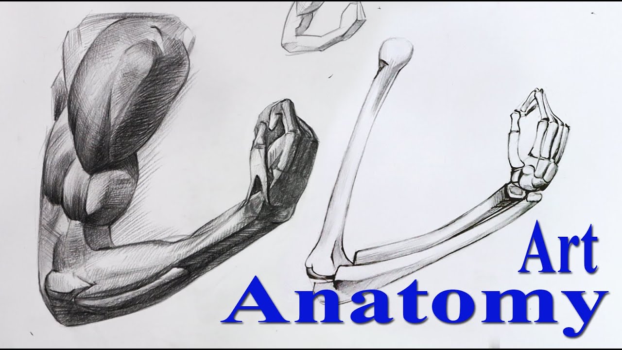Hướng dẫn vẽ giải phẩu học cánh tay người / NC Plan - YouTube