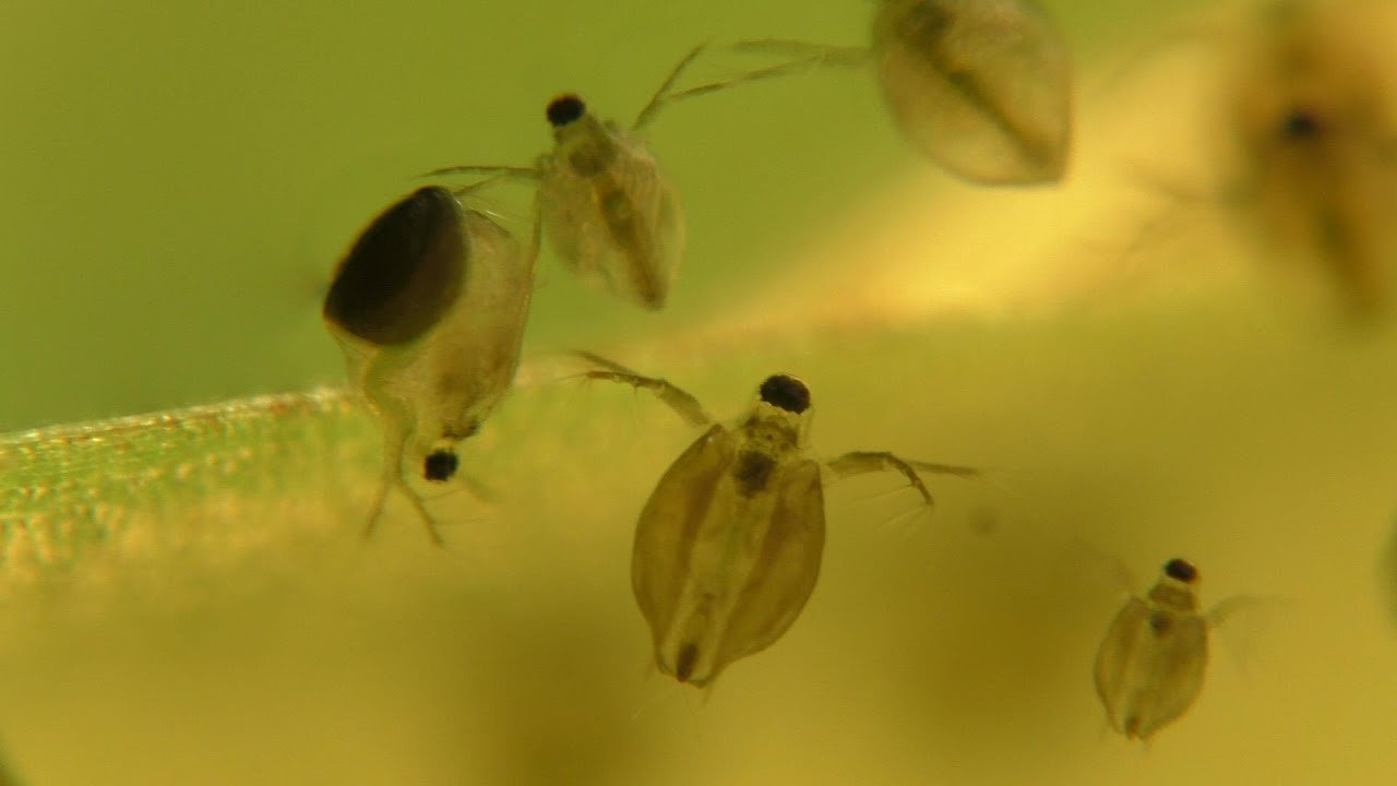 Seed Shrimp
