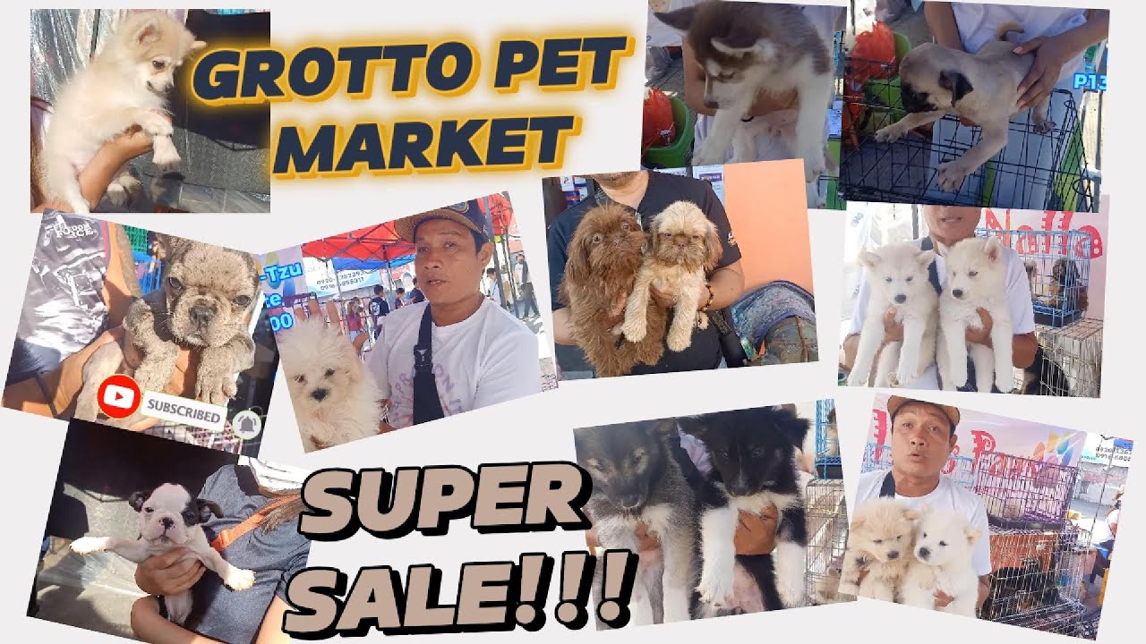 GROTTO PET MARKET EASTER SUNDAY - YouTube
