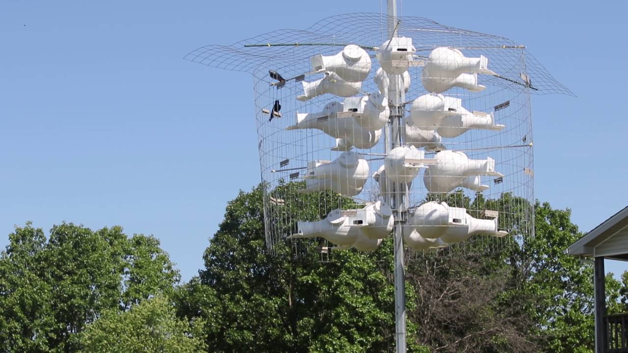 My Purple Martin Colony - 5-21-2016 - YouTube