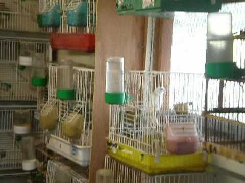 ΚΑΝΑΡΙΝΙΑ ΖΕΥΓΑΡΩΜΑΤΑ ΝΙΚΟΣ 1 - YouTube