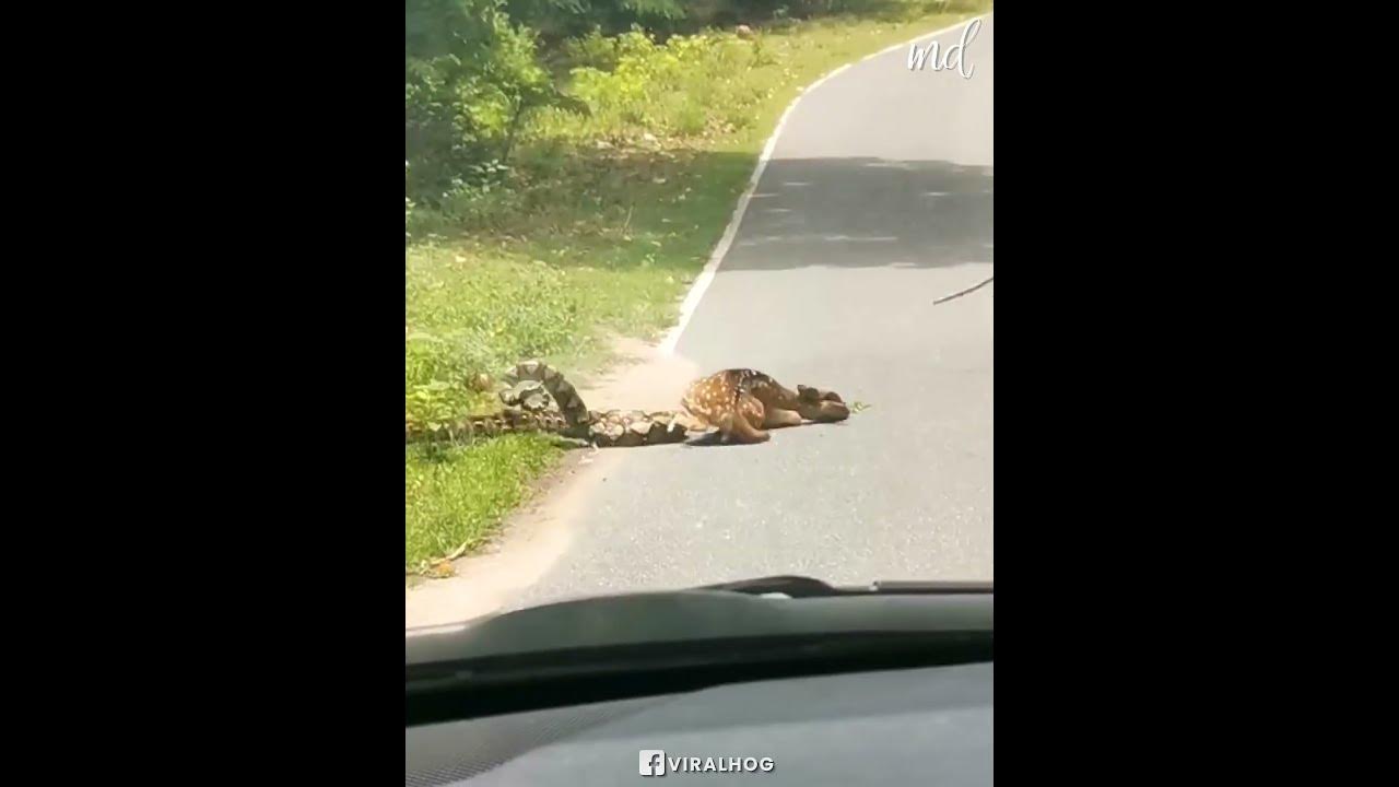 python vs deer - YouTube