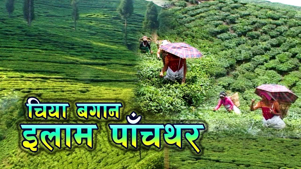 इलाम र पाचथरका चिया बगान घुमघाम ILAM II ilam tea II Panchthar II इलामको ...