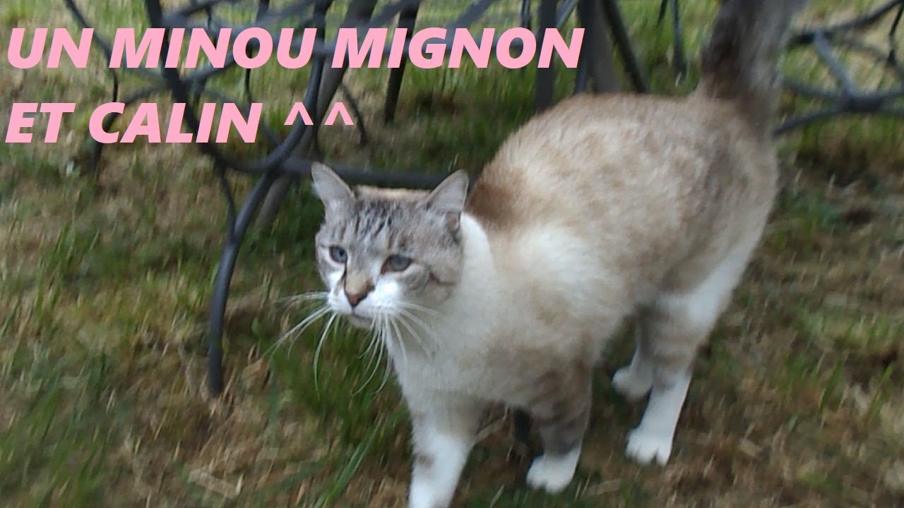 Un Minou mignon et câlin ^^ - YouTube