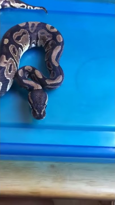 Ball python eats adult mice - YouTube