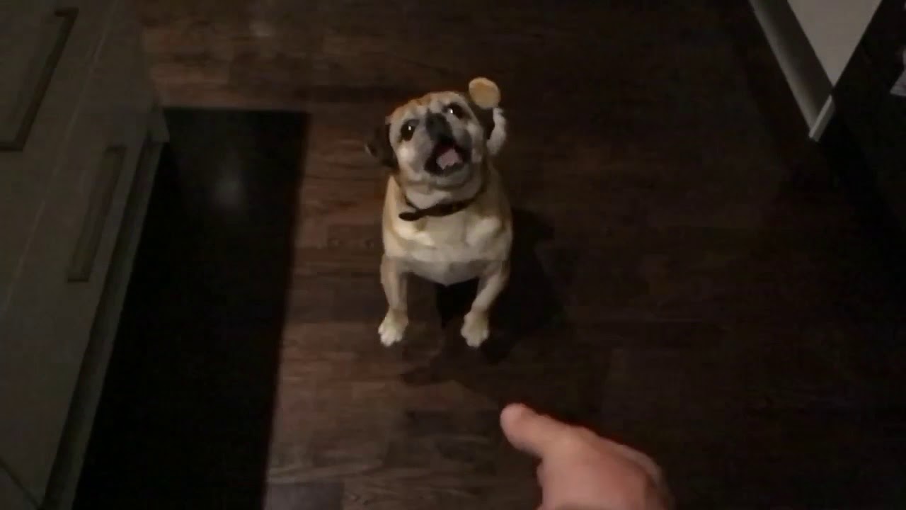 Pug failing to catch a cracker slow motion - YouTube