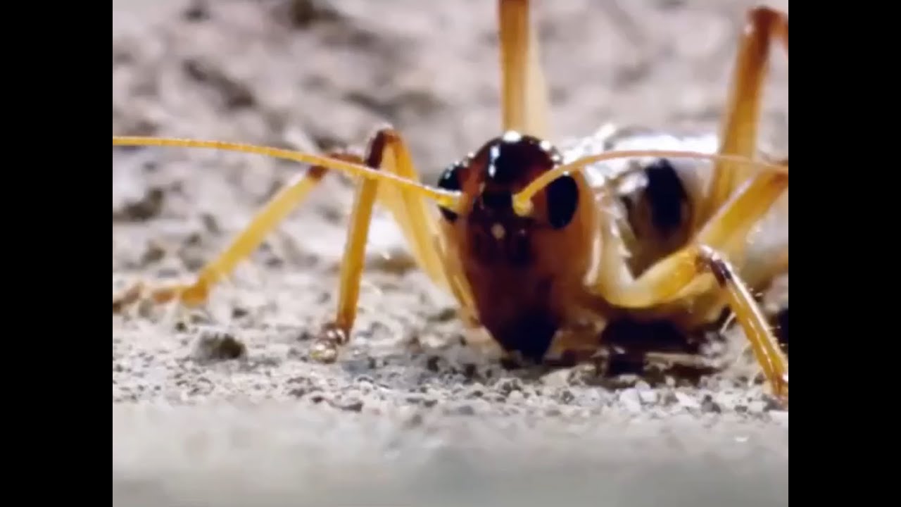 Cricket vs Tiger Beetle! (Monster Bug Fight) - YouTube