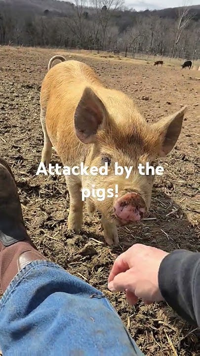 Attacked by the pigs! - YouTube