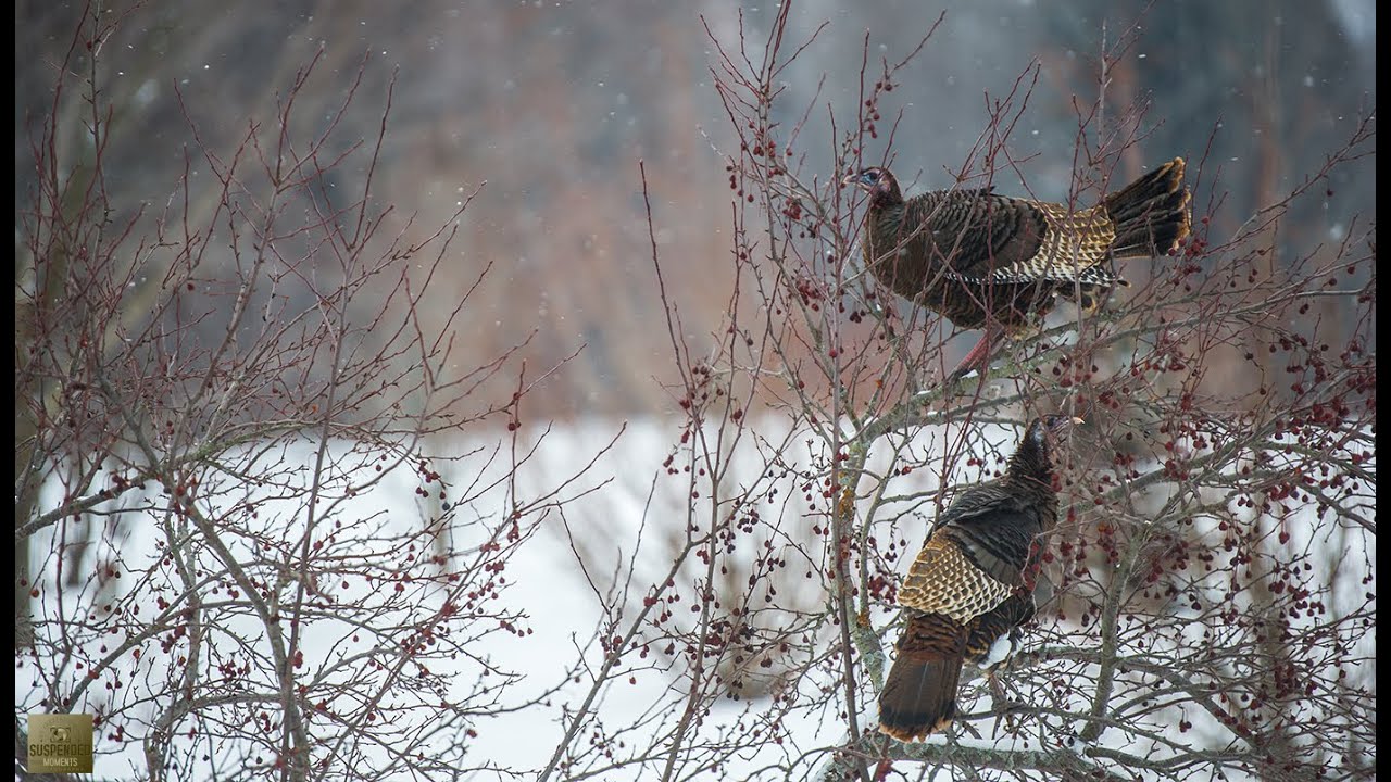 Prairie Fire Crab Tree, valuable to wildlife, first day of spring - YouTube