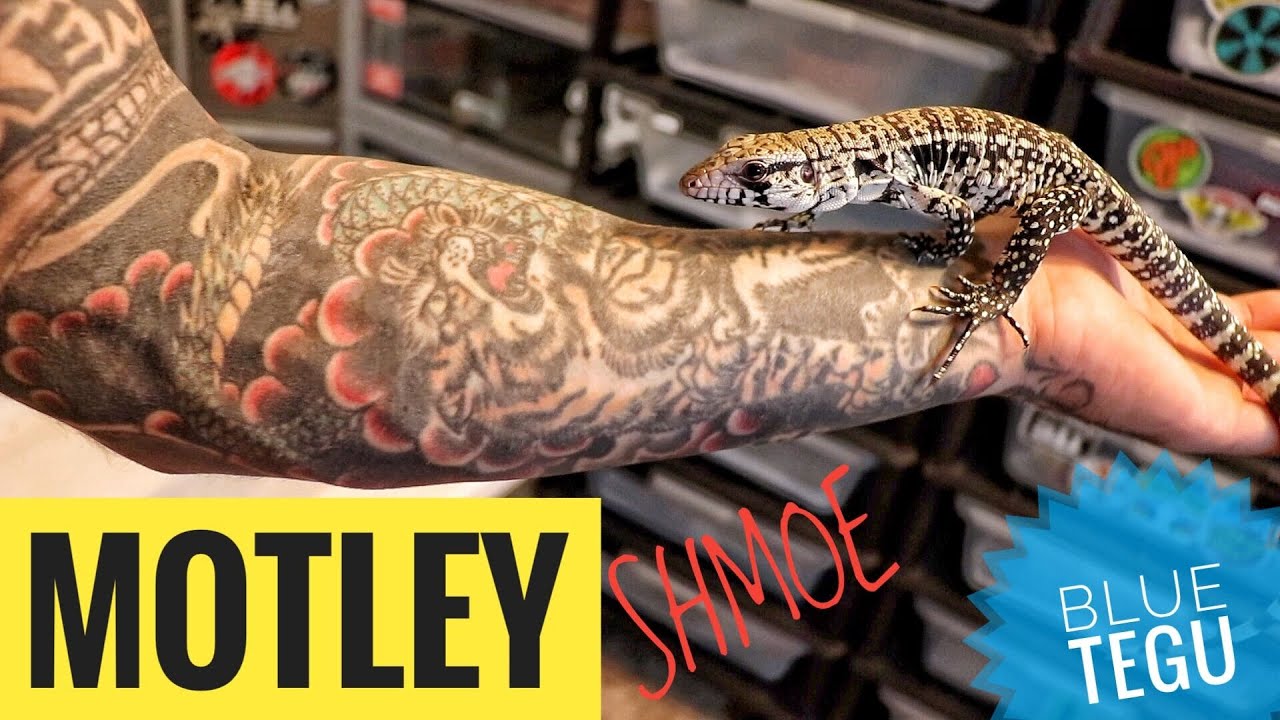BLUE TEGU | CHANGING SUBSTRATE - YouTube