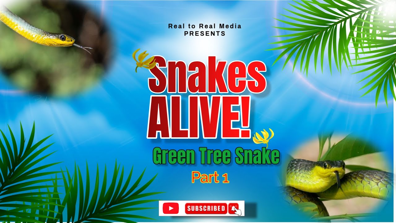 Green Tree Snake (Part 1) - YouTube