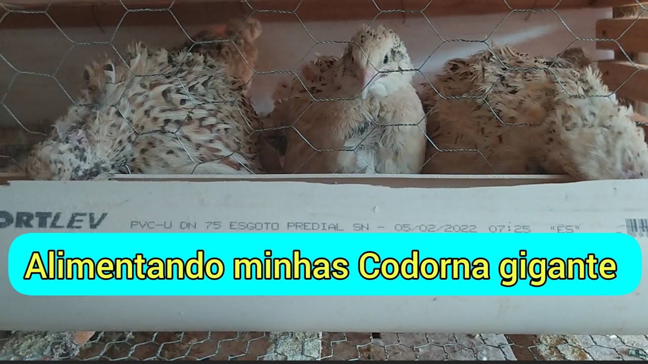 Alimentando minhas Codorna gigante - YouTube