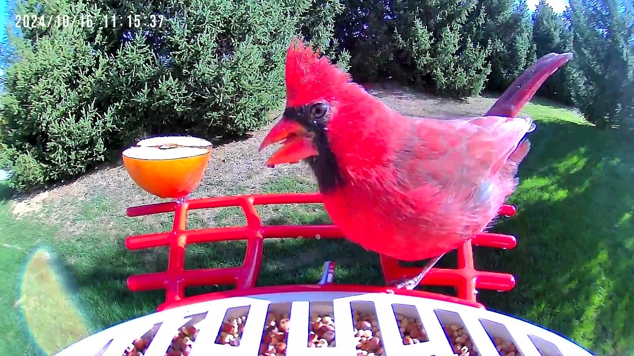 Northern Cardinal At A Backyard Bird Cam | Birdfeeder Camera | What do ...