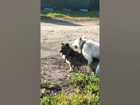 Секс собак - YouTube
