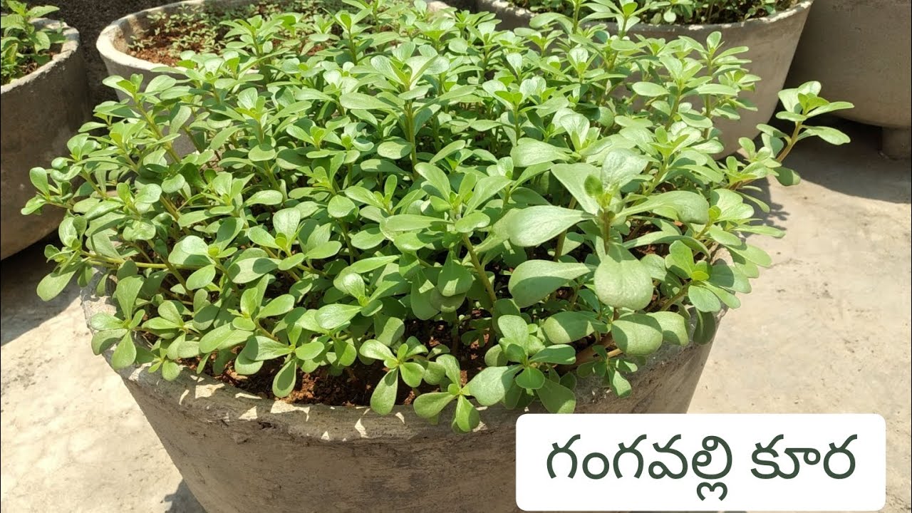 How to Grow and Harvest Purslane ||Gangavalli Kura Harvesting🍃🌿 - YouTube