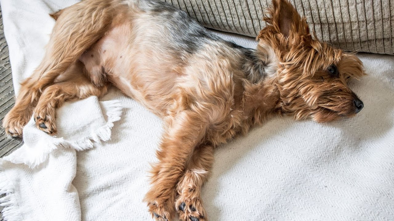 Indoor Activities to Keep Your Yorkie Entertained on Rainy Days PART 2 ...