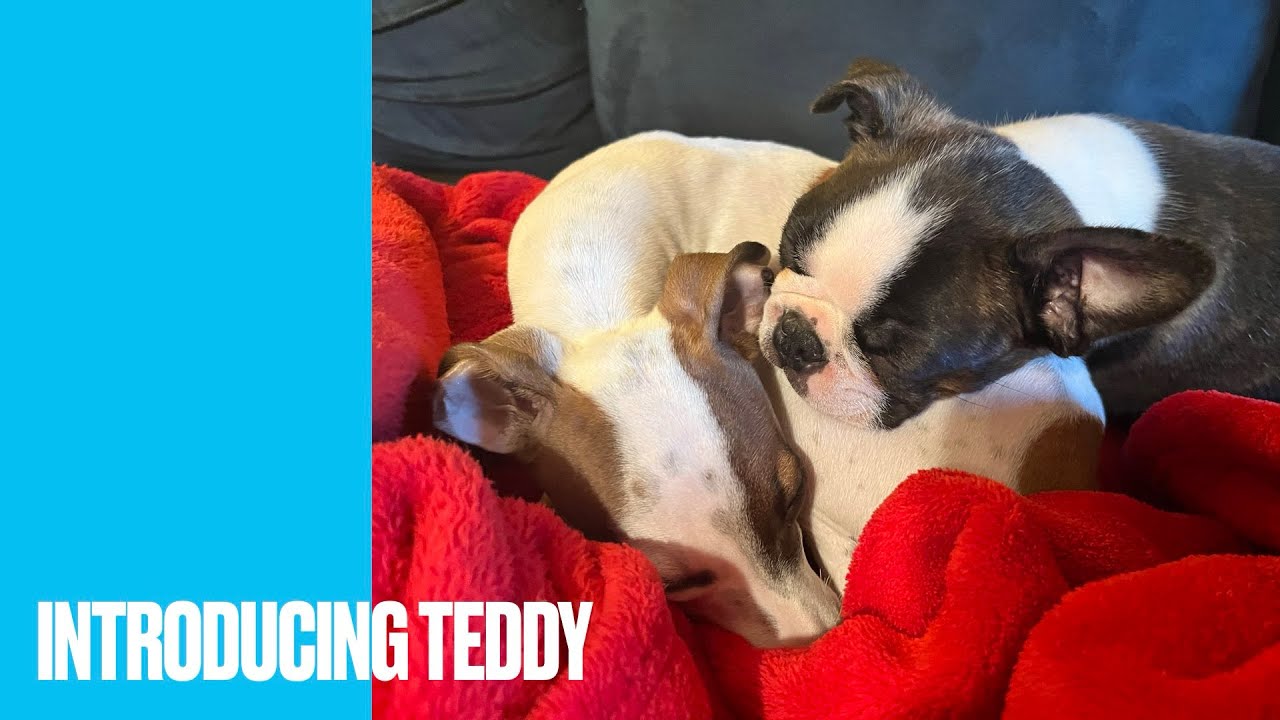 Introducing Teddy the Boston Terrier! - YouTube