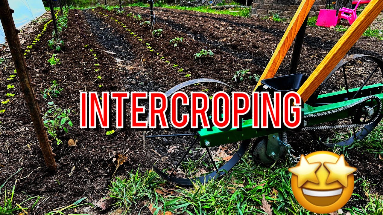 Planting Tomatoes & Lettuce | Direct Seeding Beets With The (Hoss ...