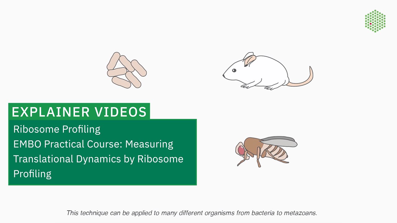 Ribosome Profiling - YouTube