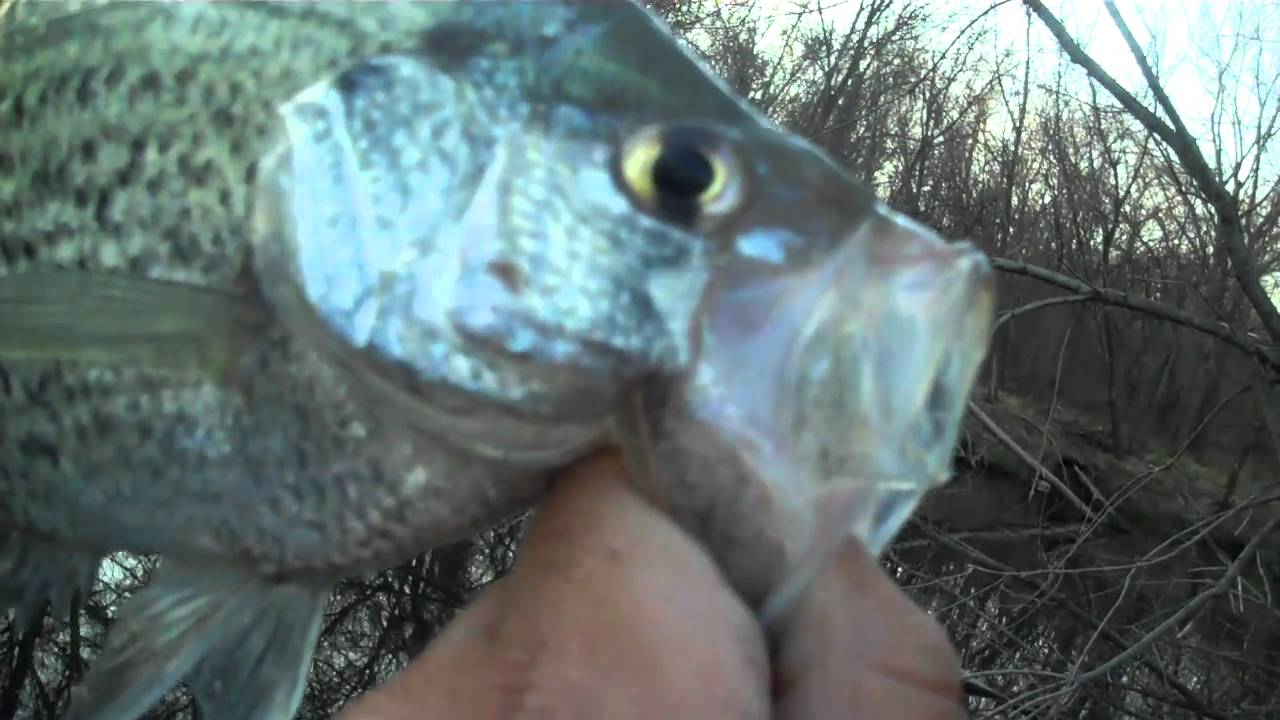 Nice male crappie during spring - YouTube