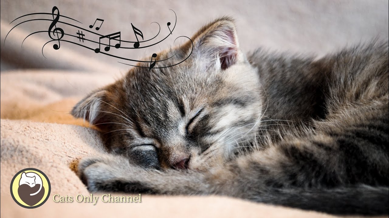 Cat Music - Relaxing Harp Music & Cat Purring Sounds / Stress Relief ...