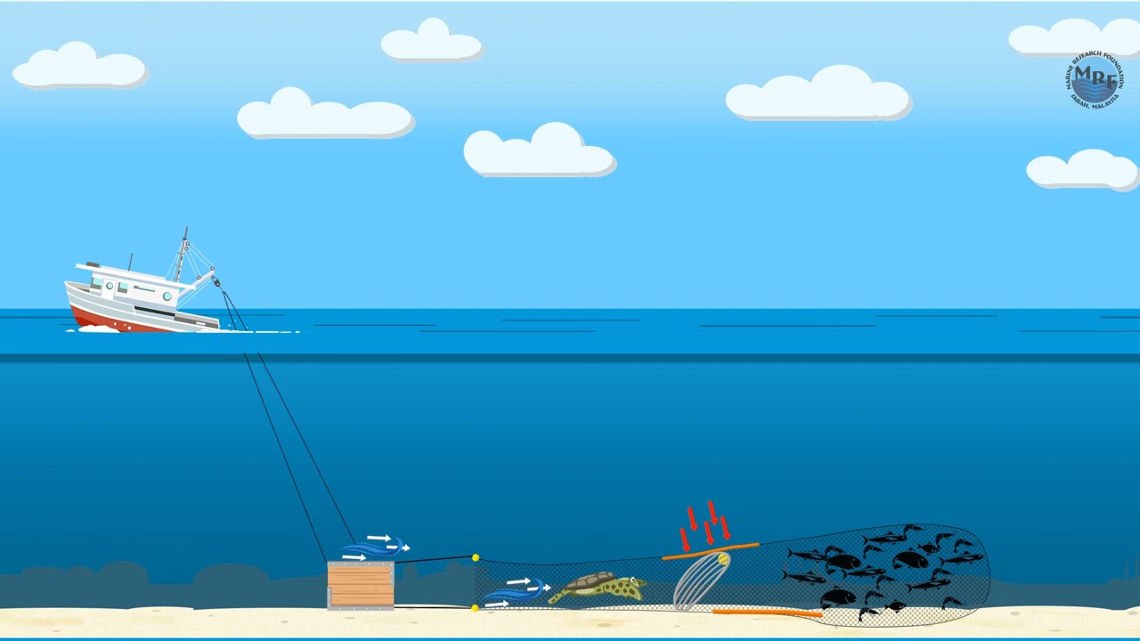 Turtles escape from Turtle Excluder Device (TED) - YouTube