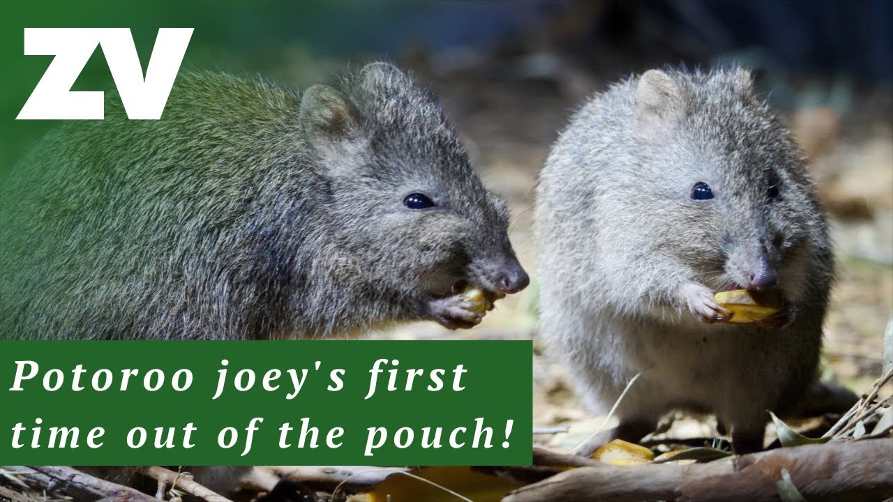 A teeny tiny Long-nosed Potoroo joey has arrived! - YouTube